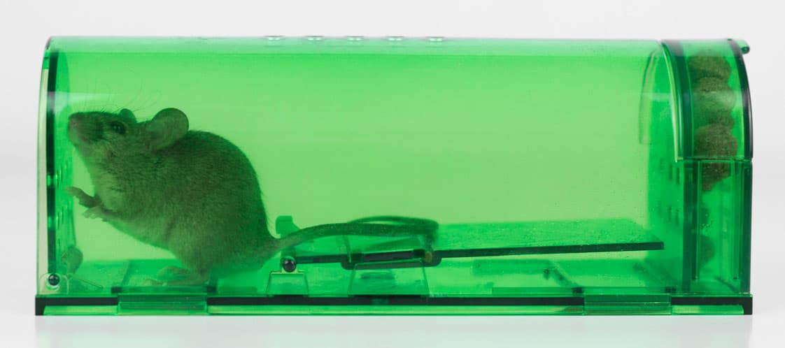 How to get rid of mice in your home - Melbourne mice exterminator